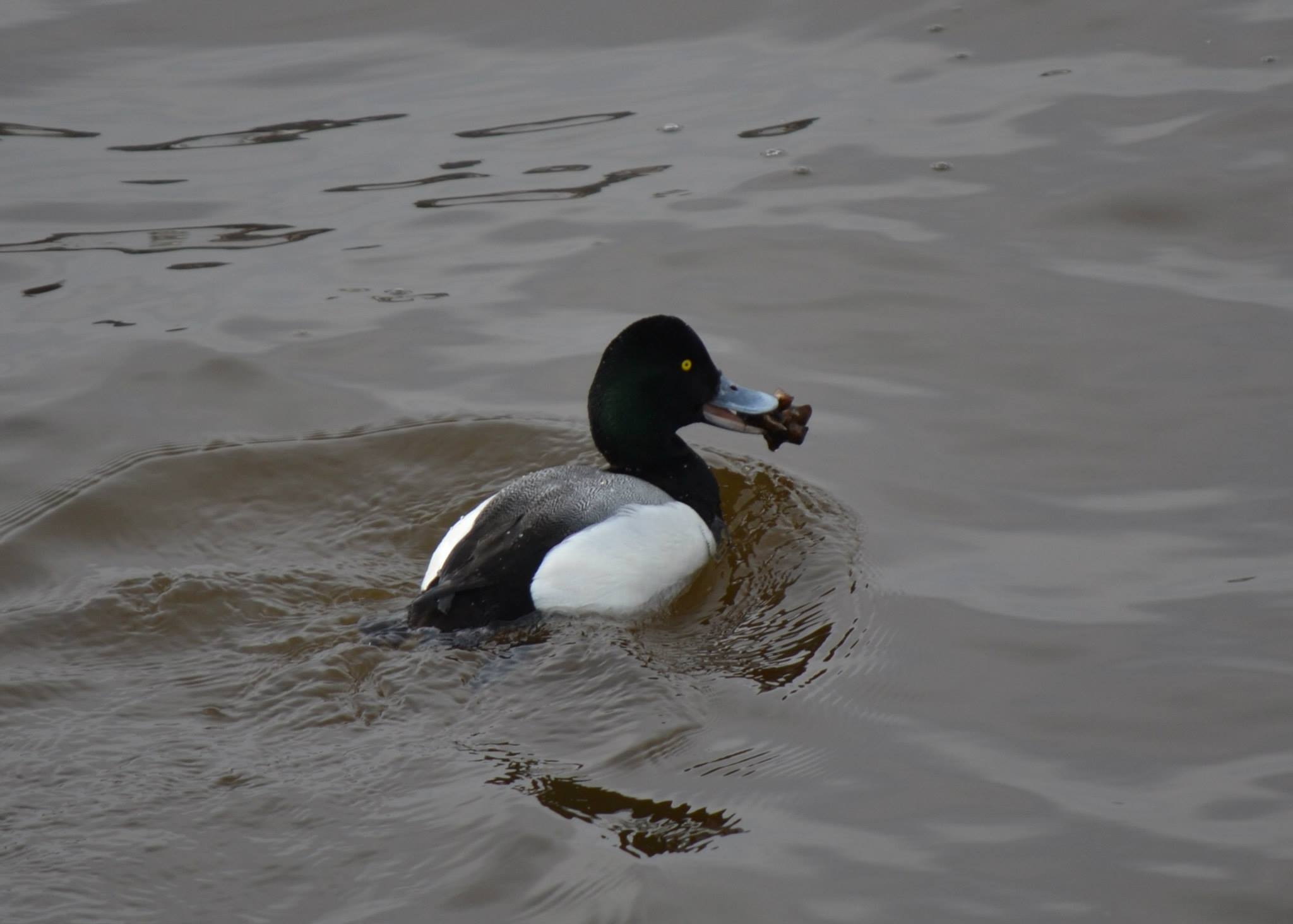 Take advantage of Wisconsin winter duck-watching – Nathan Woelfel Outdoors