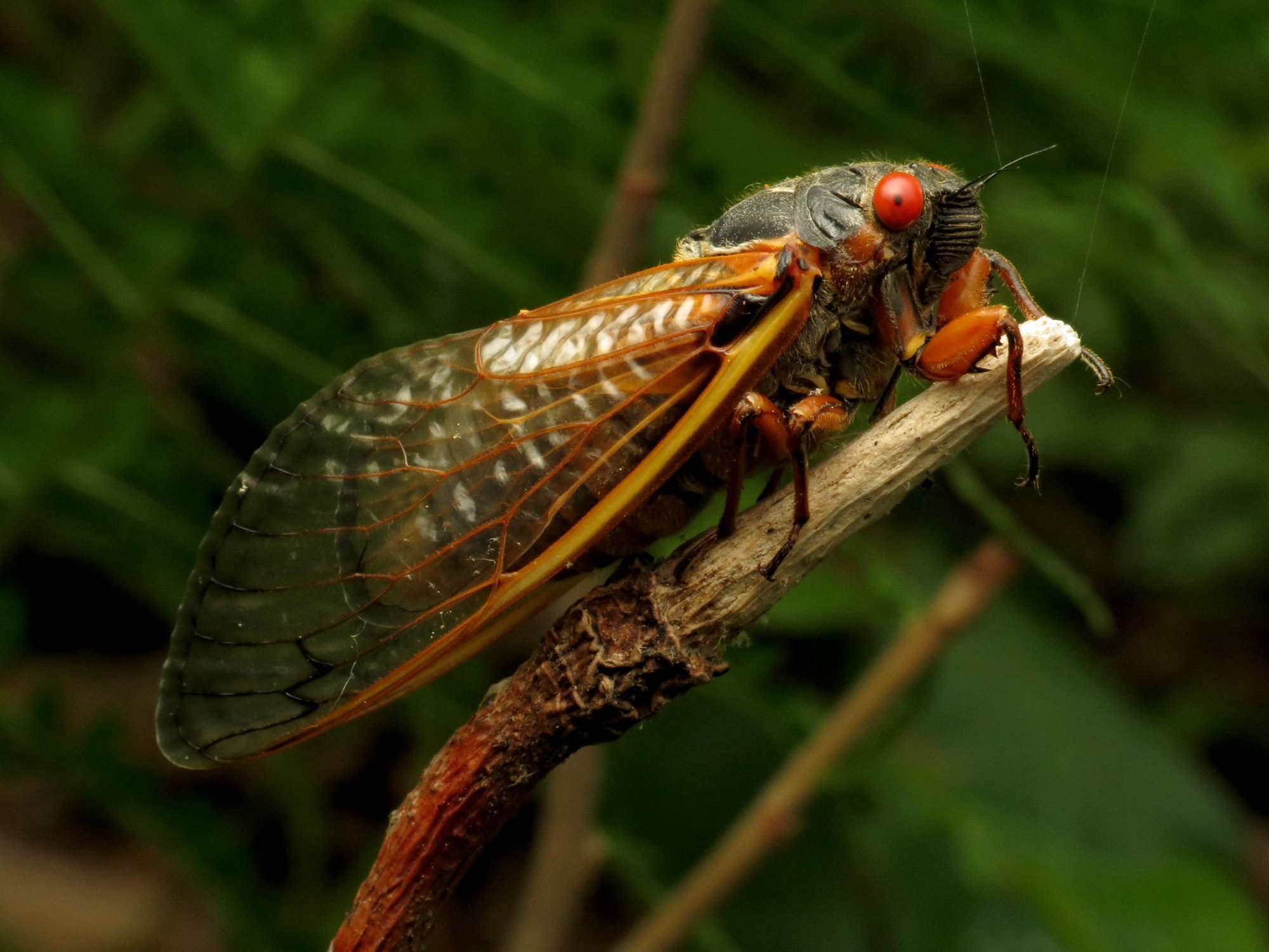 Relax, there isn’t a cicada invasion coming to Wisconsin in 2024 ...